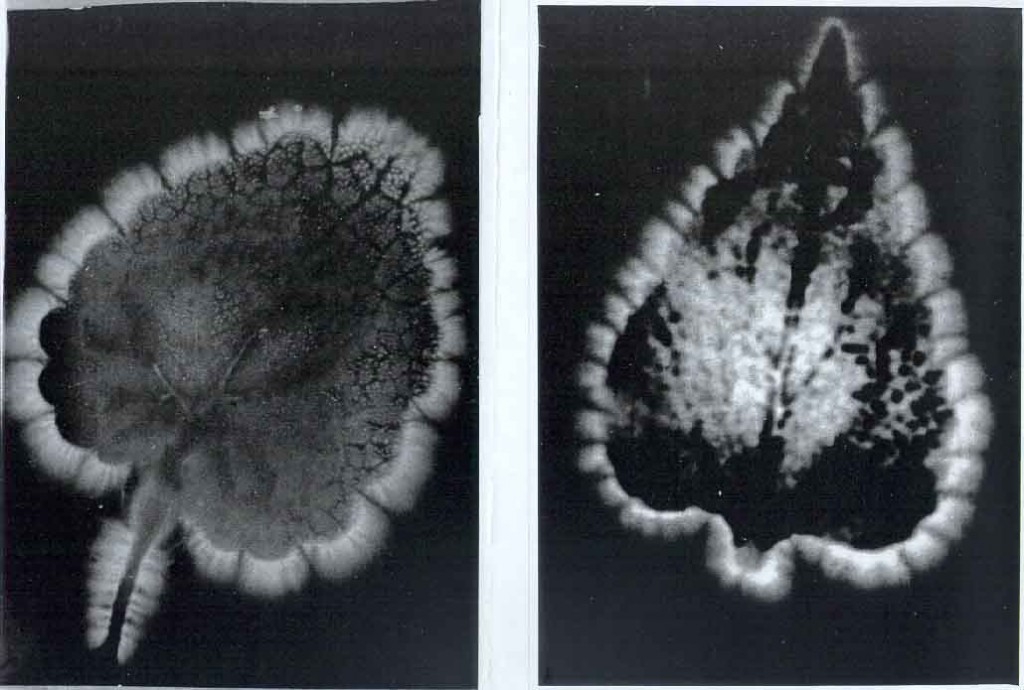 Kirlian – GDVCAMERA by DrK